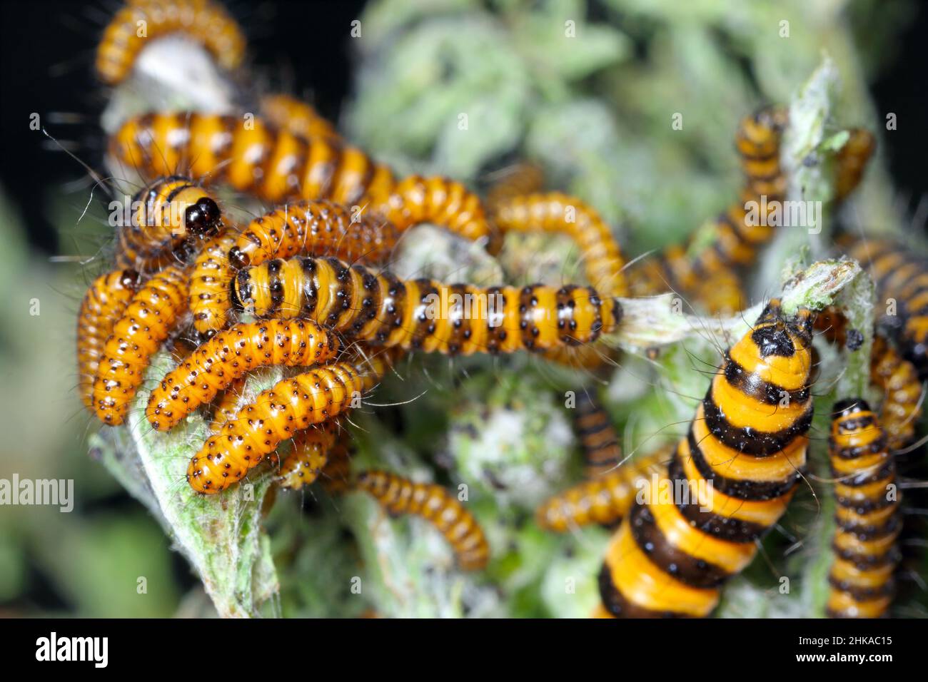 Caterpillars of the cinnabar moth (Tyria jacobaeae) is a brightly ...