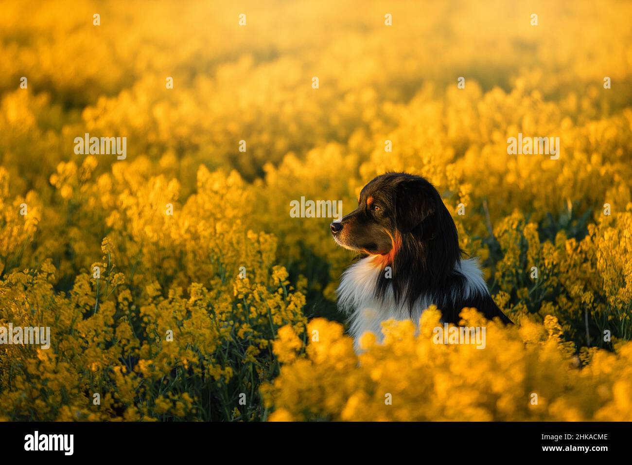 Australian shepherd autumn hi-res stock photography and images - Alamy