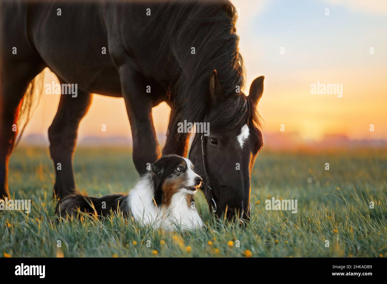 A dog and a horse. Friendship of a dog and a horse in nature Stock ...