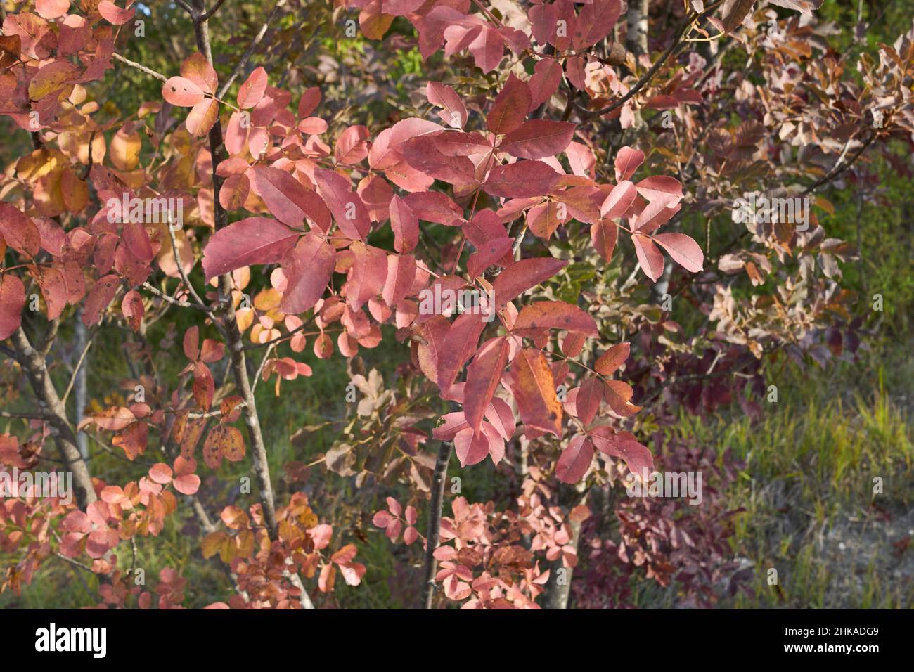 Bronze foliage hi-res stock photography and images - Alamy