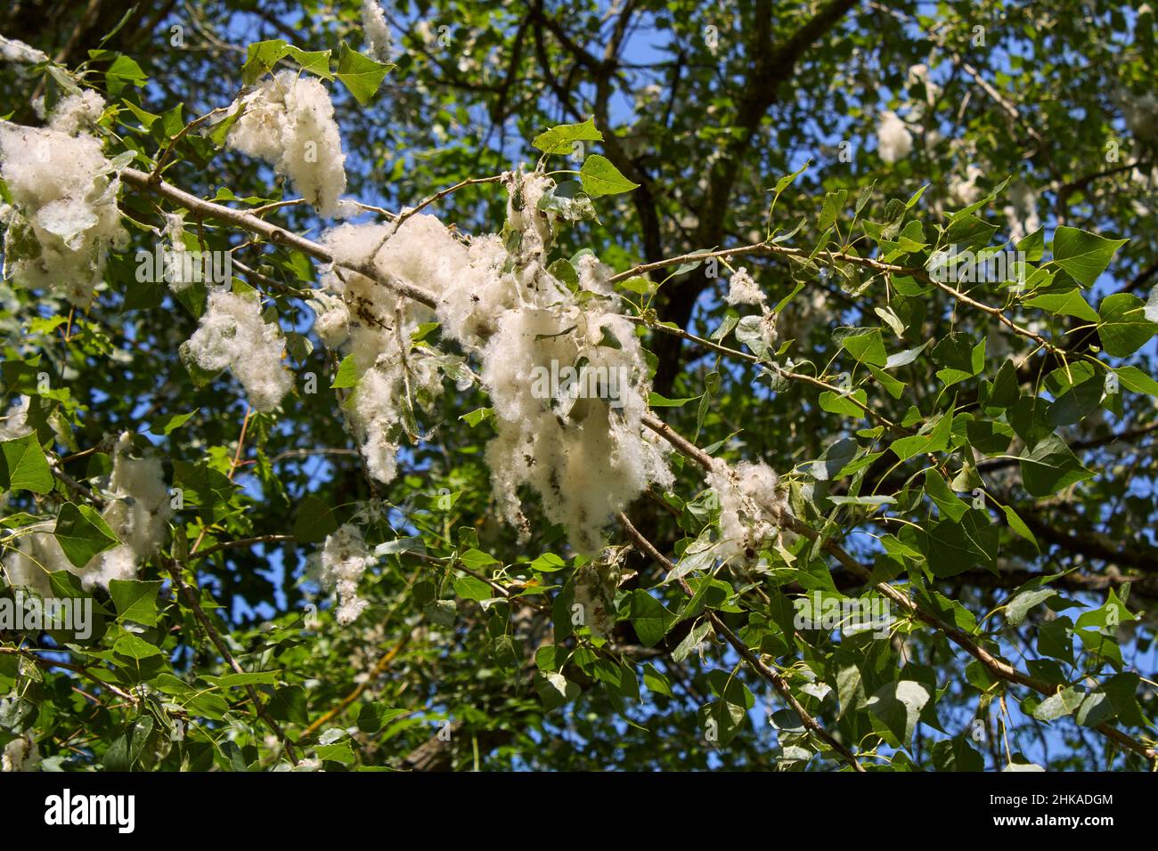 Black poplar populus nigra branch hi-res stock photography and images ...
