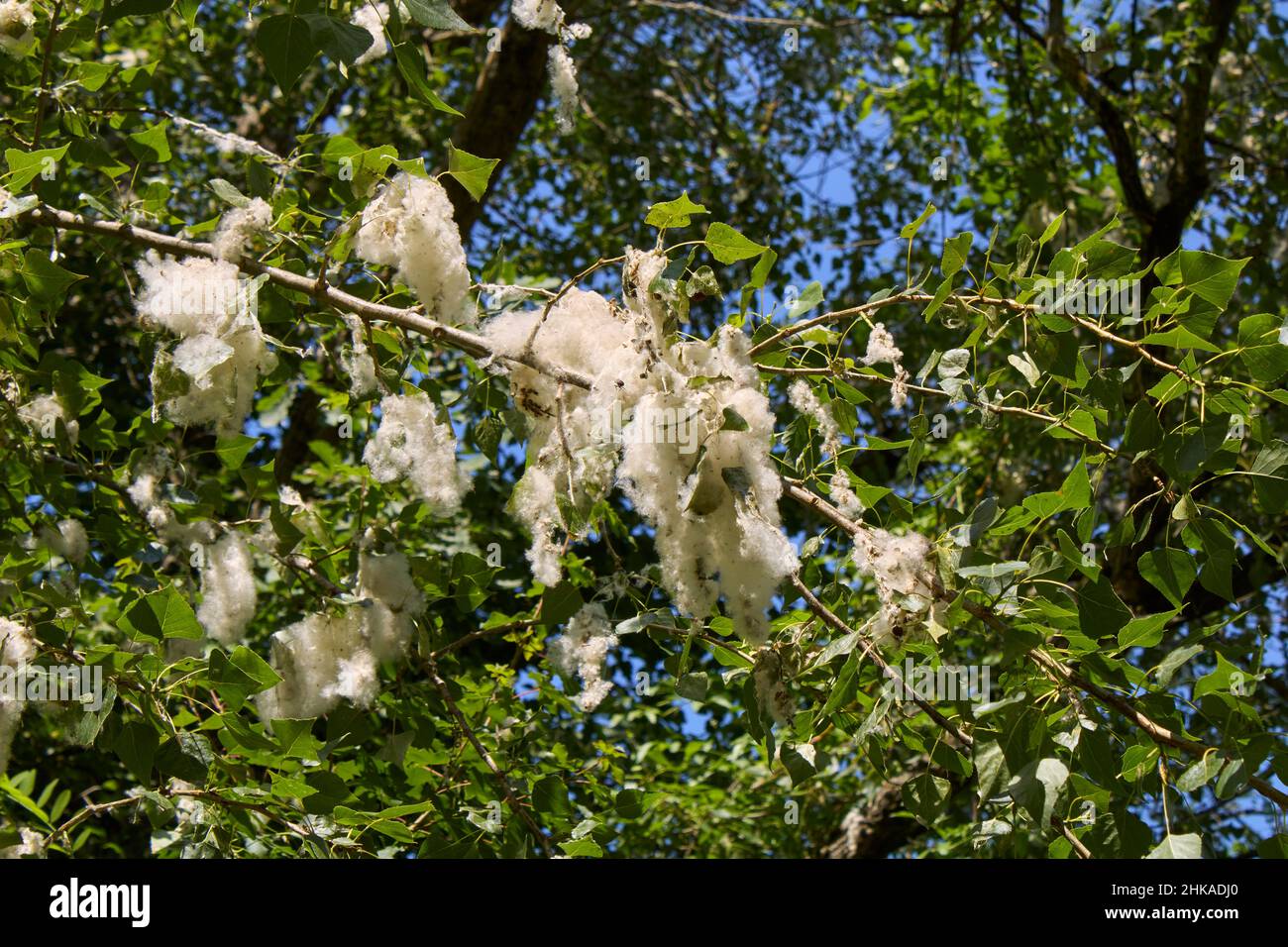 Populus nigra branch close hi-res stock photography and images - Alamy
