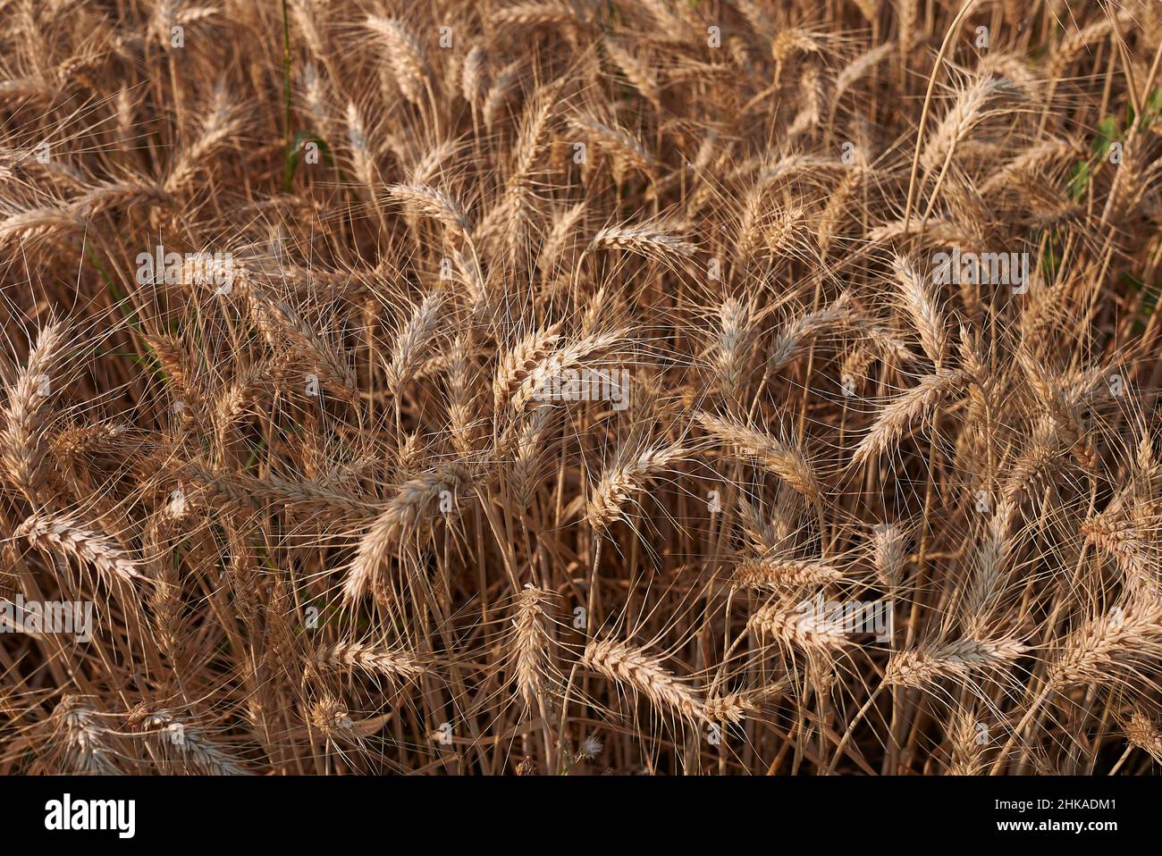 Triticum aestivum agricultural field Stock Photo - Alamy