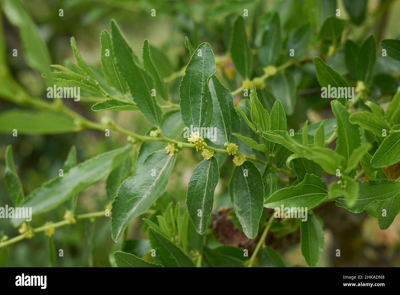 Ziziphus jujuba tree in bloom Stock Photo - Alamy Ziziphus jujuba tree in bloom Stock Photo - Alamy