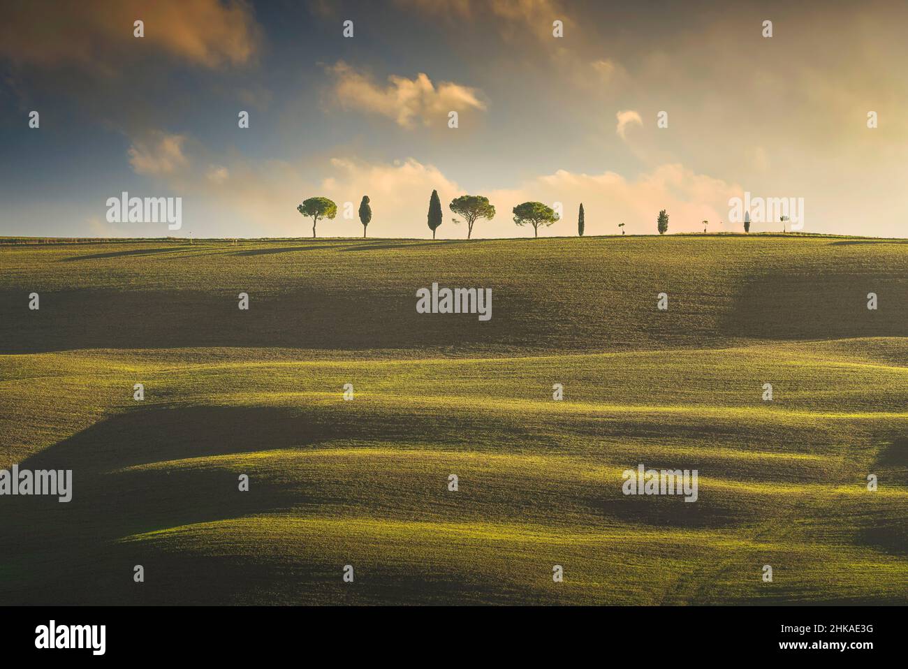 Rolling hills, cypress and pine trees on the top of the hill at sunset ...