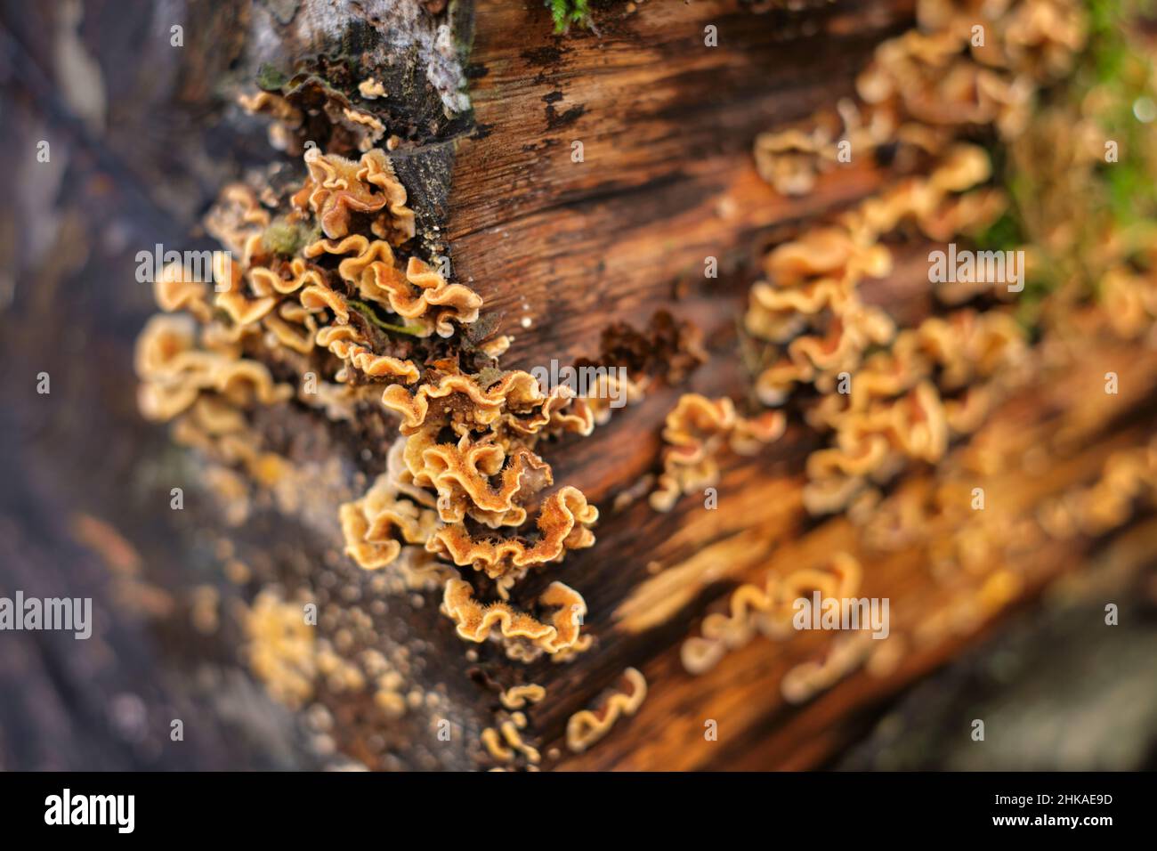Group of Hairy Curtain Crust fungus, Stereum Hirsutum, on a rotting ...