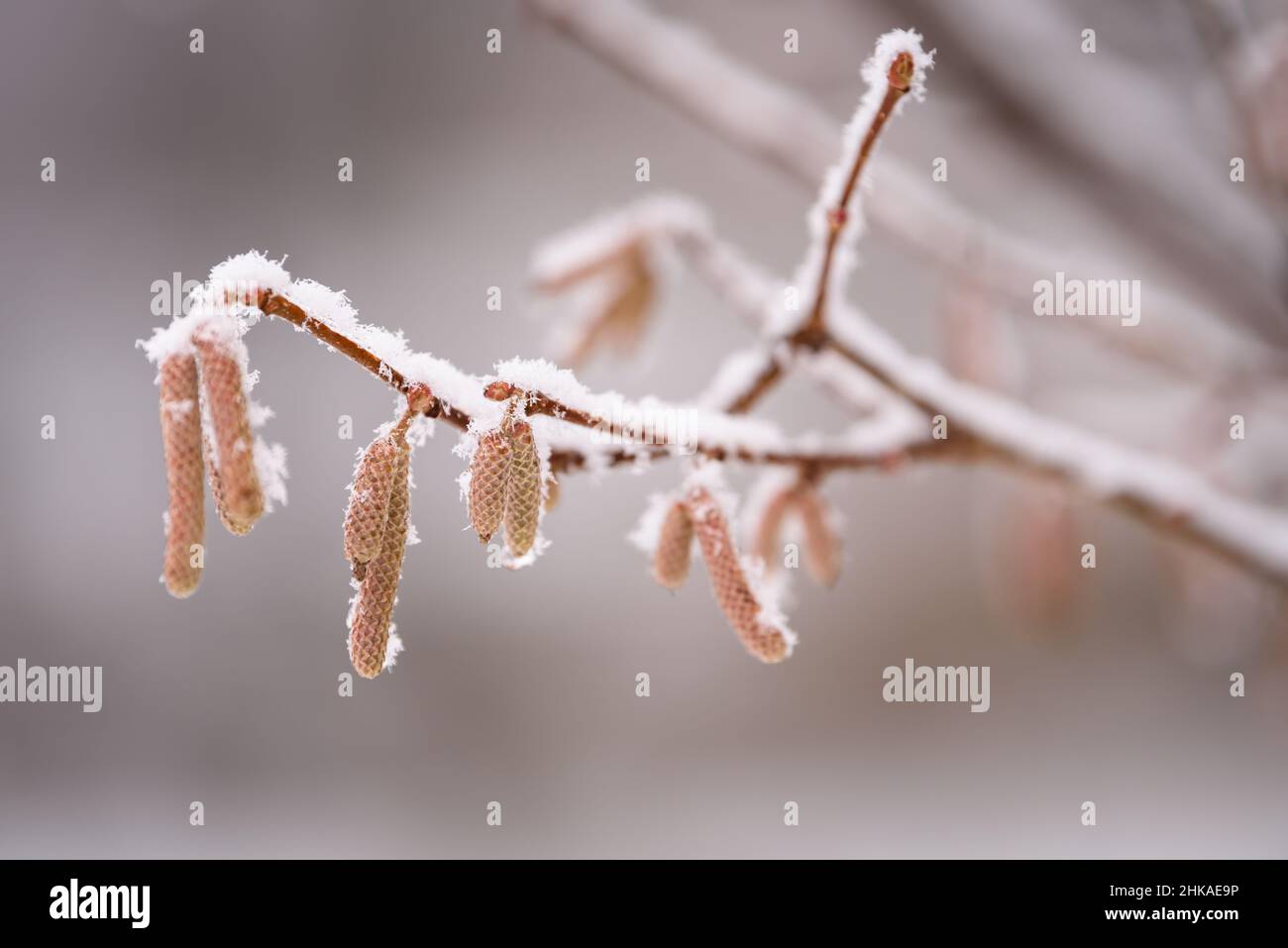 European winter hazelnut tree in ice and snow Stock Photo - Alamy