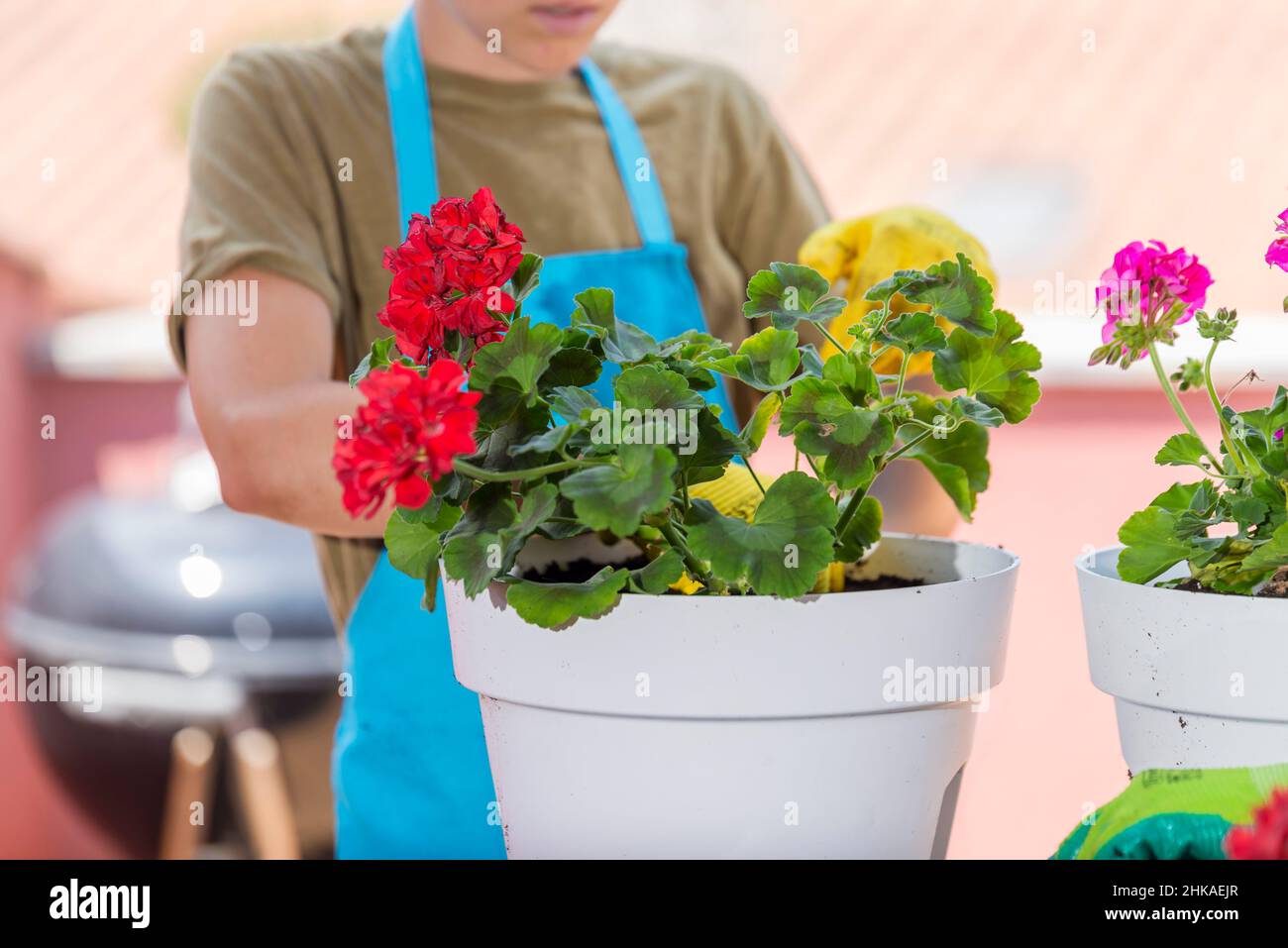 Gardening activity, replanting geraniums on the balcony; the hands of a ...