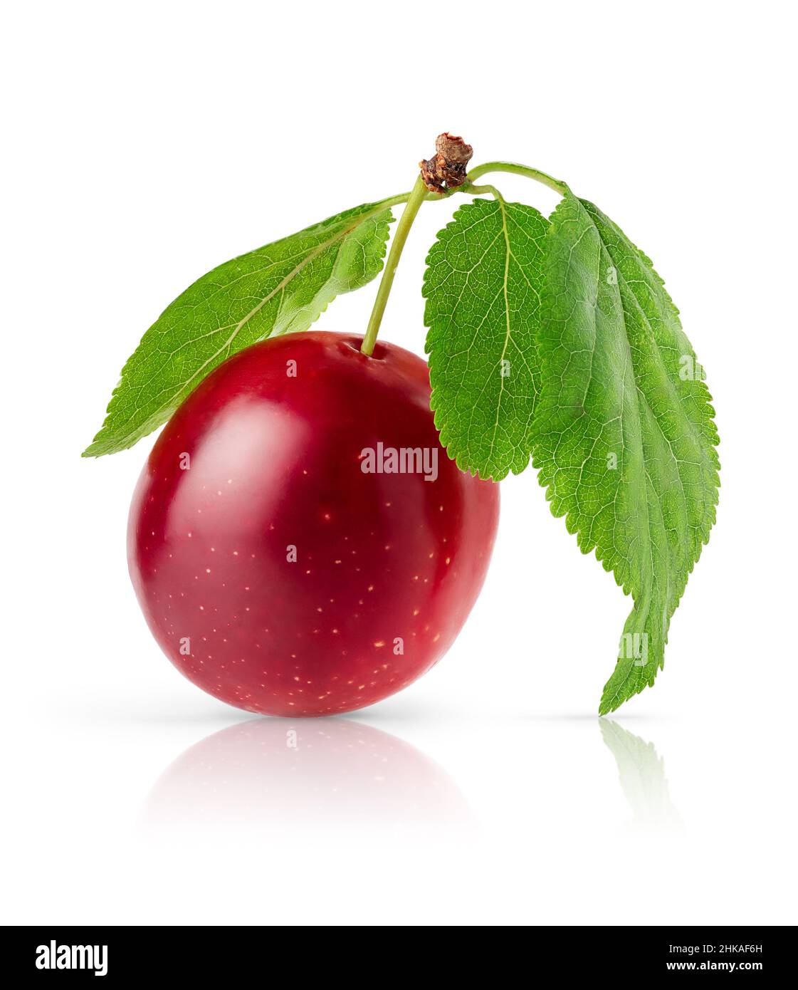 Red cherry plum with leaves isolated on white backgrounds with clipping ...