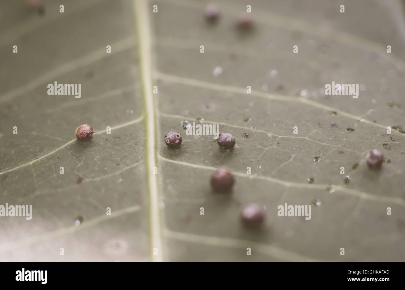 Abstract BANNER larvae of insect eggs ball shape accuracy lie beauty ...