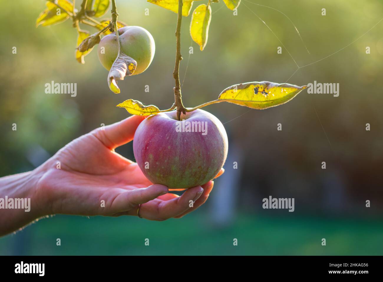 Female hands touching apple in orchard. Harvesting season at autumn ...