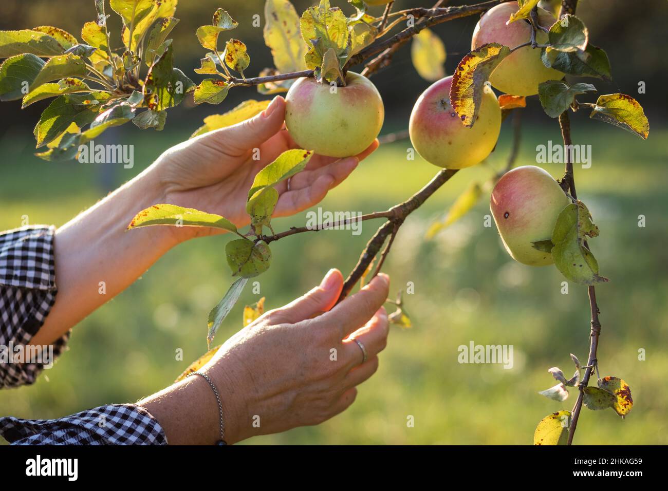 Woman gardener picking apples from a fruit tree. Female hands touching ...