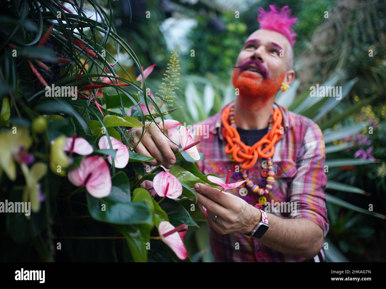 Henck Roling, in-house florist at Kew, poses with Anthurium, also known ...