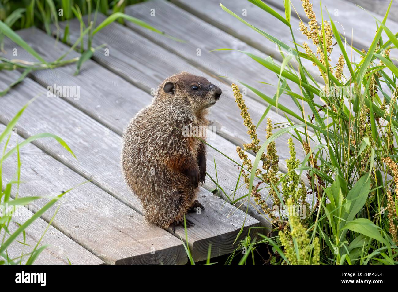 The groundhog (Marmota monax), also known as a woodchuck Stock Photo ...