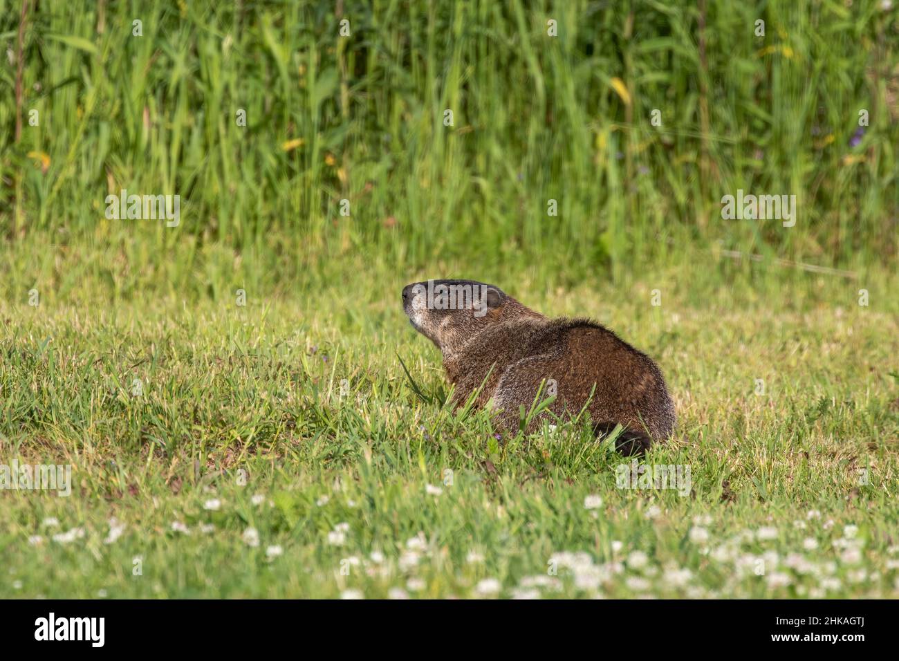 The groundhog (Marmota monax), also known as a woodchuck Stock Photo ...