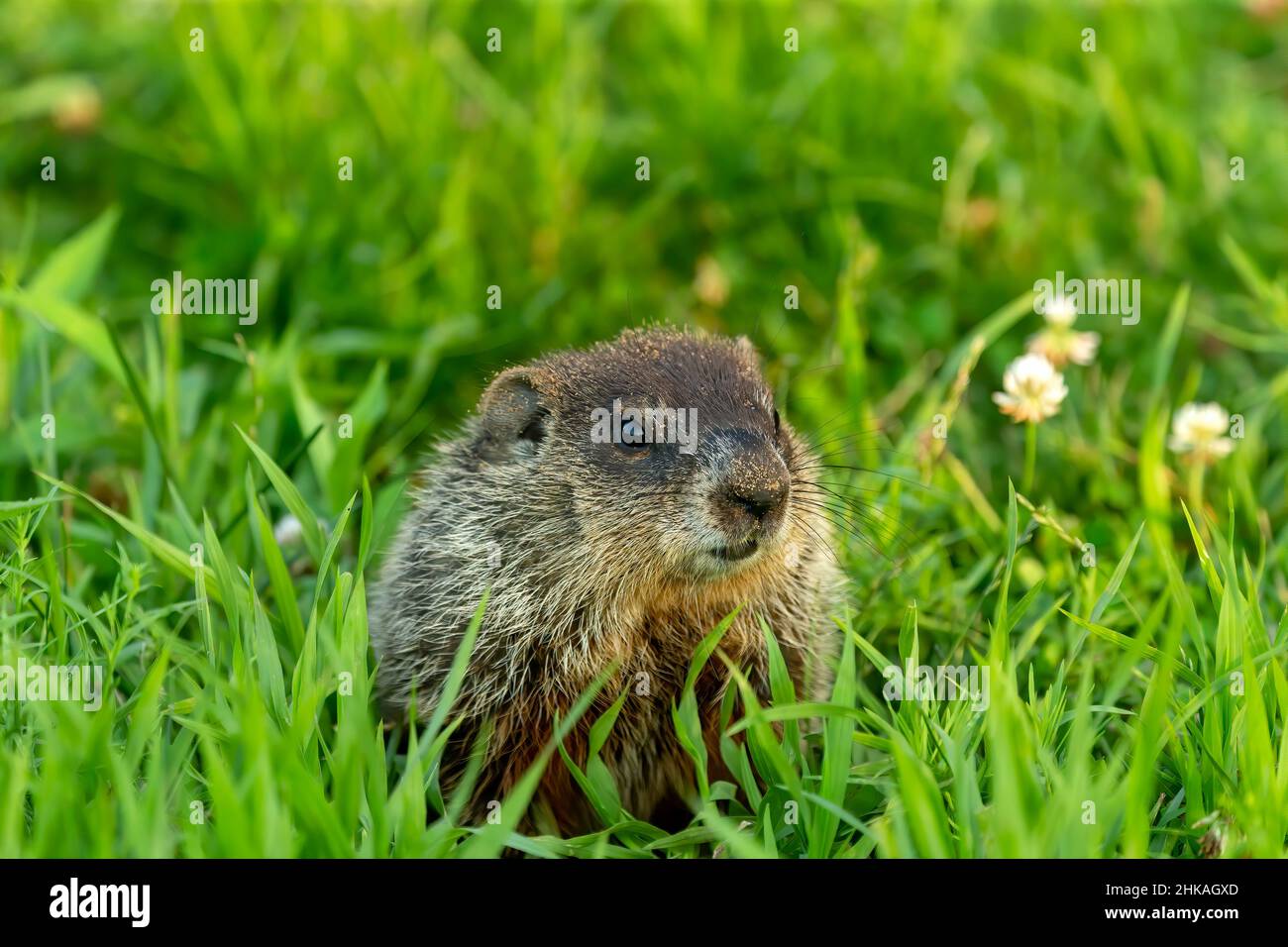 The groundhog (Marmota monax), also known as a woodchuck Stock Photo ...