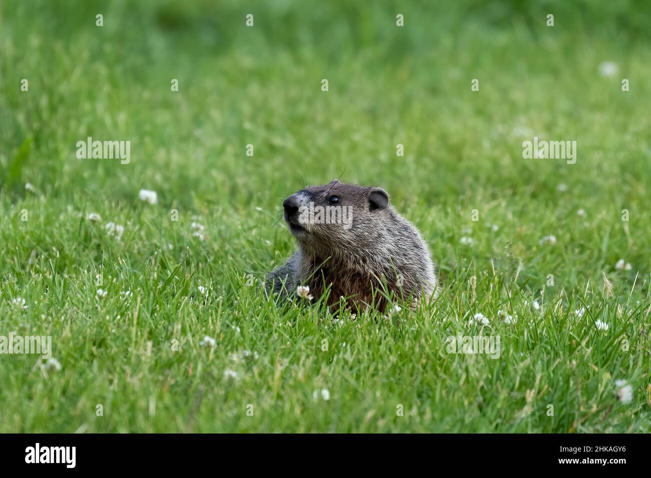 The groundhog (Marmota monax), also known as a woodchuck Stock Photo ...