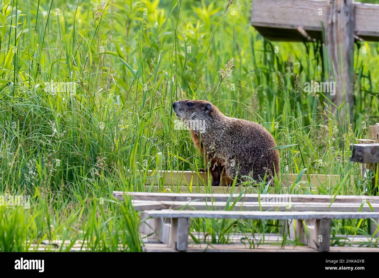 The groundhog (Marmota monax), also known as a woodchuck Stock Photo ...