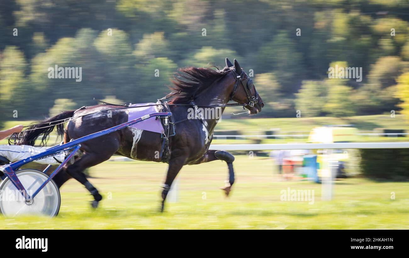 Trotting horse hi-res stock photography and images - Alamy