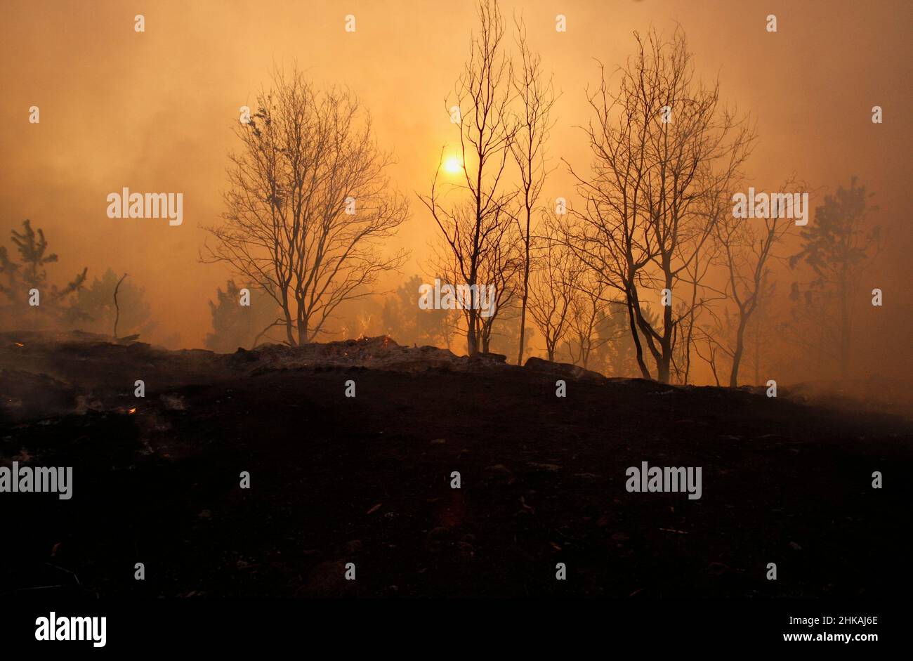 Burnt trees and flames from a forest fire Stock Photo - Alamy