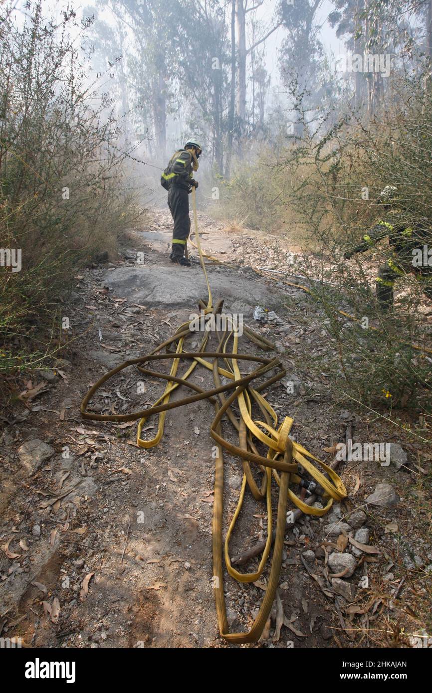 A forest firefighter prepares the hose to put out a forest fire Stock ...
