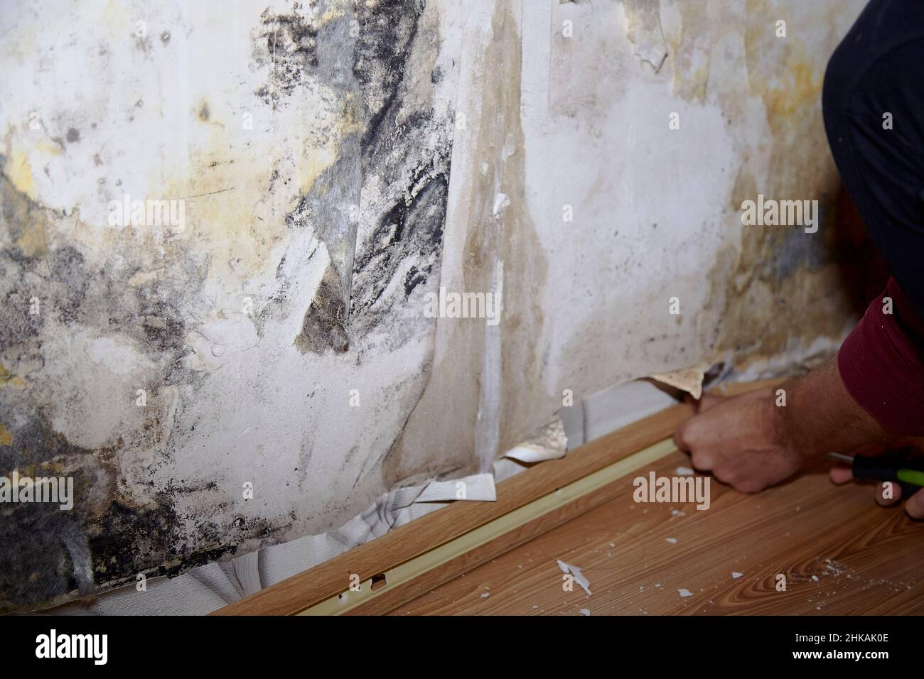 Old mold on the wall. Dirty surface before cleaning. Unhealthy ...