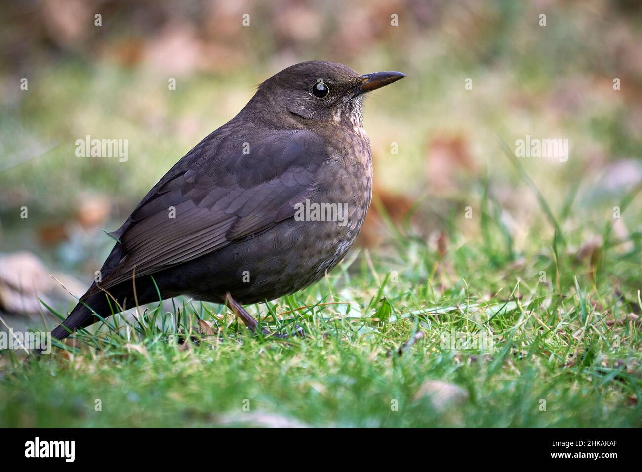 Amsel weibchen hi-res stock photography and images - Alamy