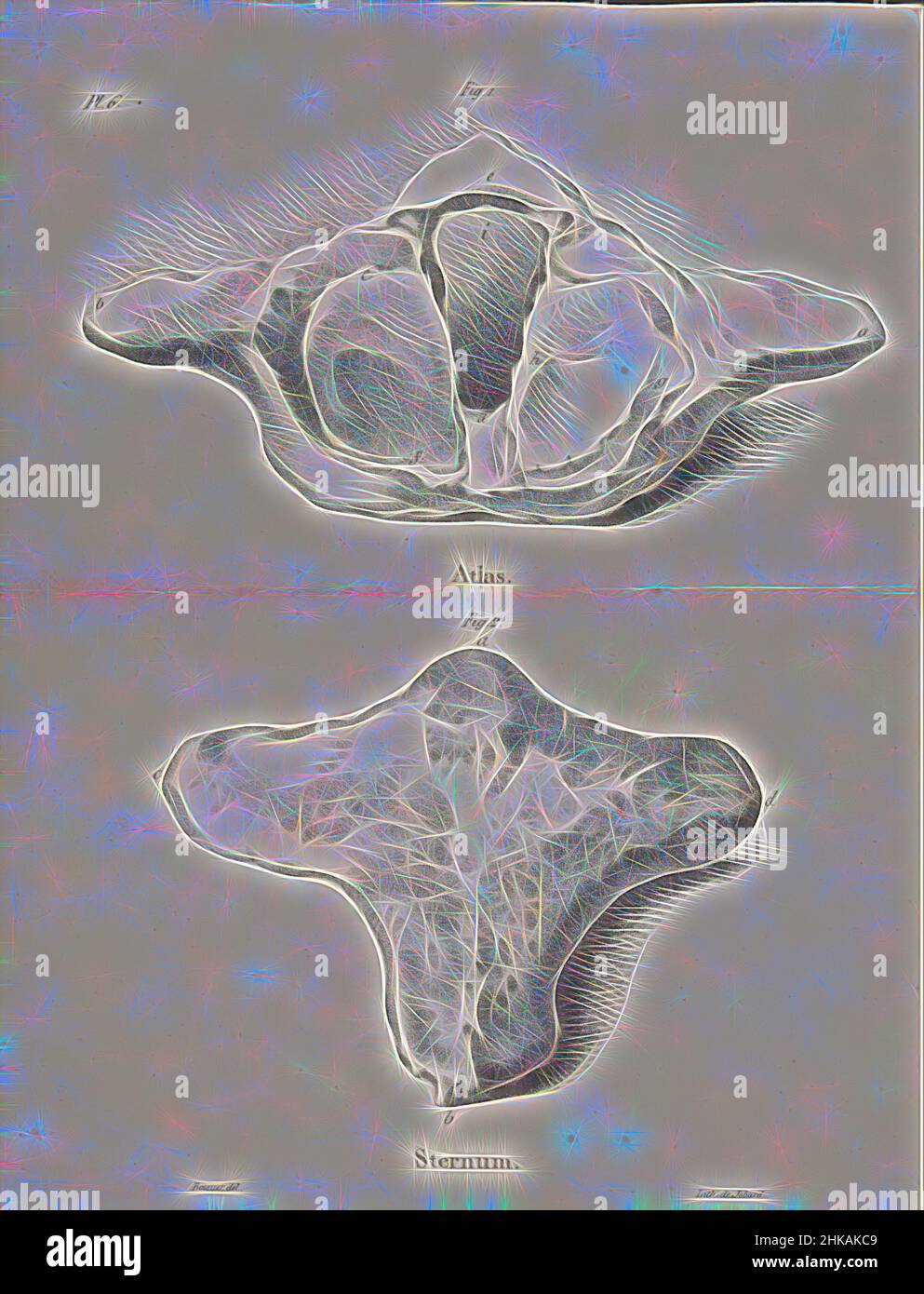 Inspired by Atlas and sternum of the whale, 1827, Atlas, Sternum, The ...