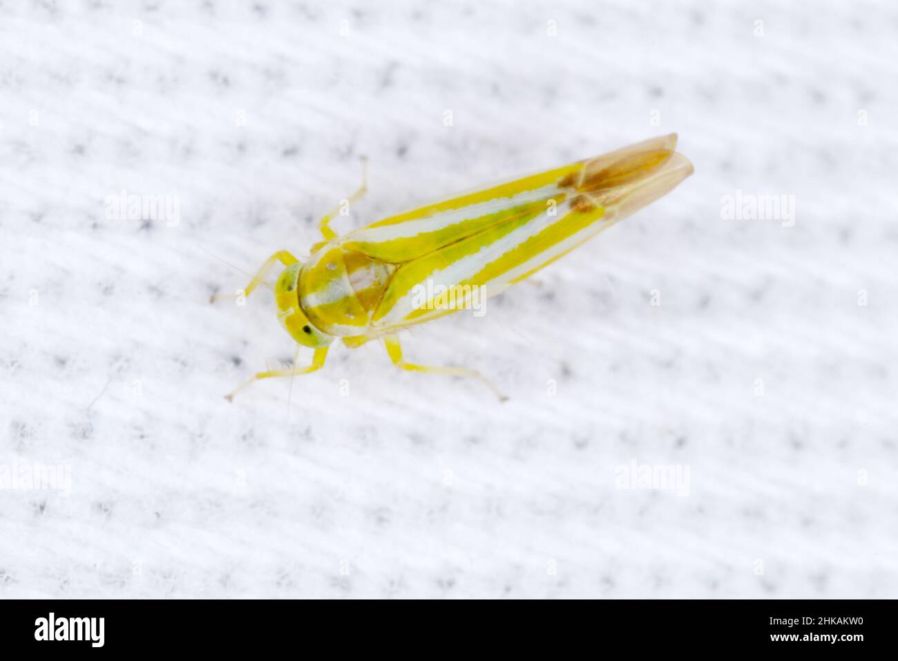 Small Yellow Insects