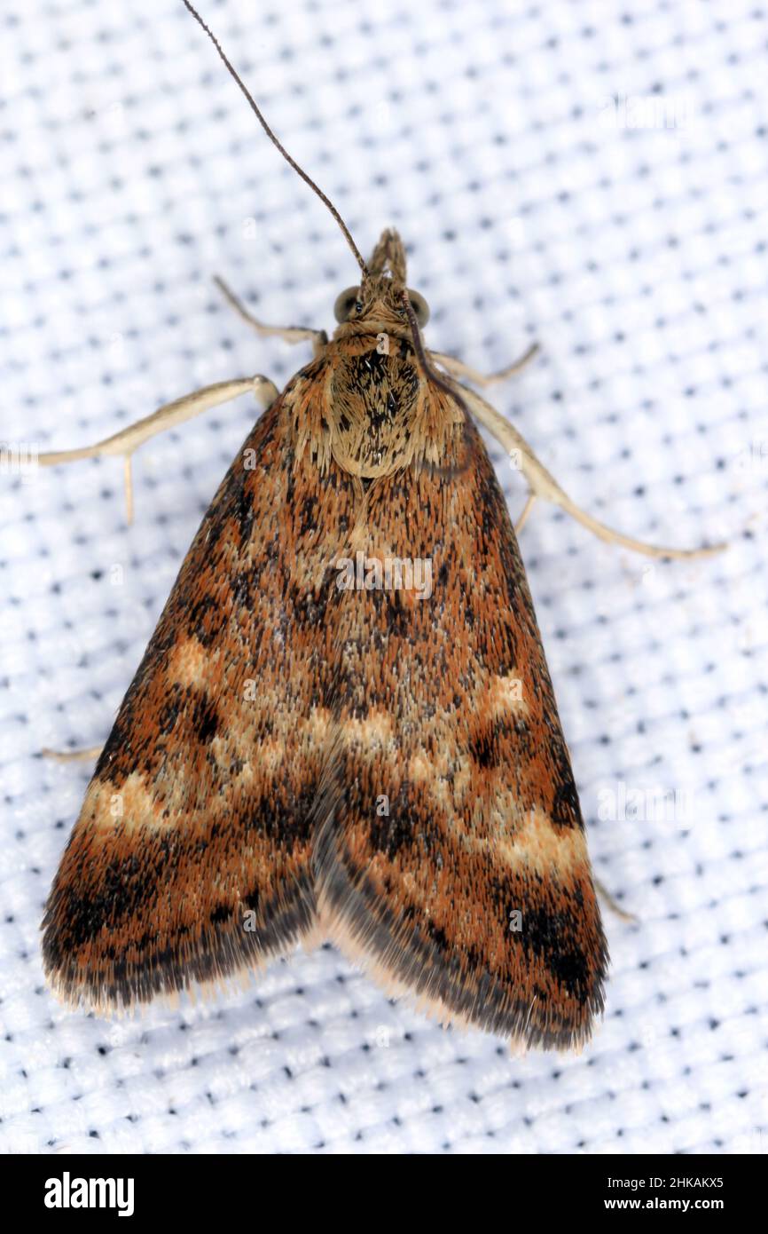 Snout moths hi-res stock photography and images - Alamy