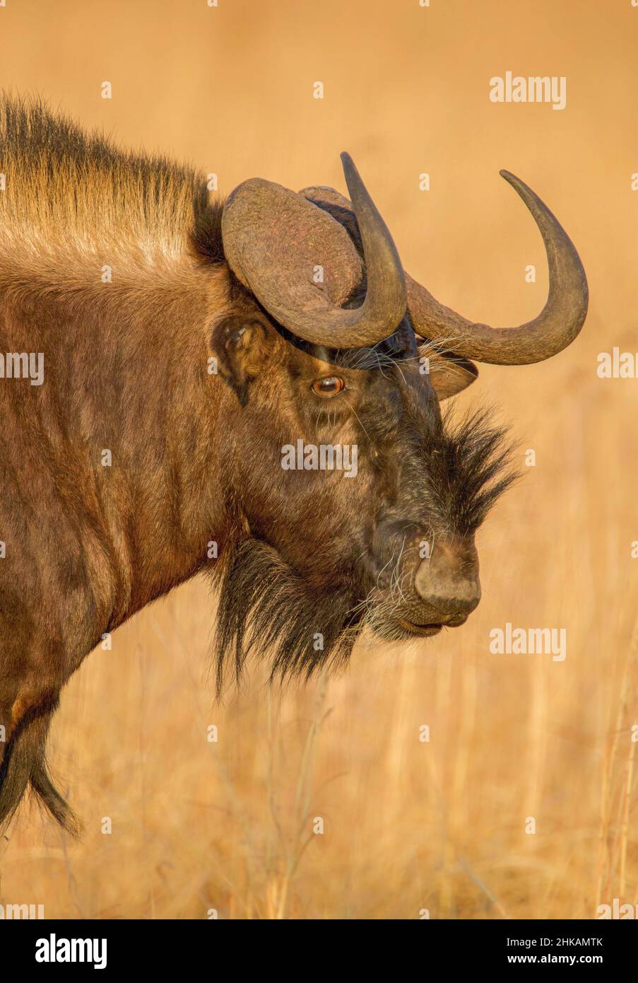 African Wildebeest Head