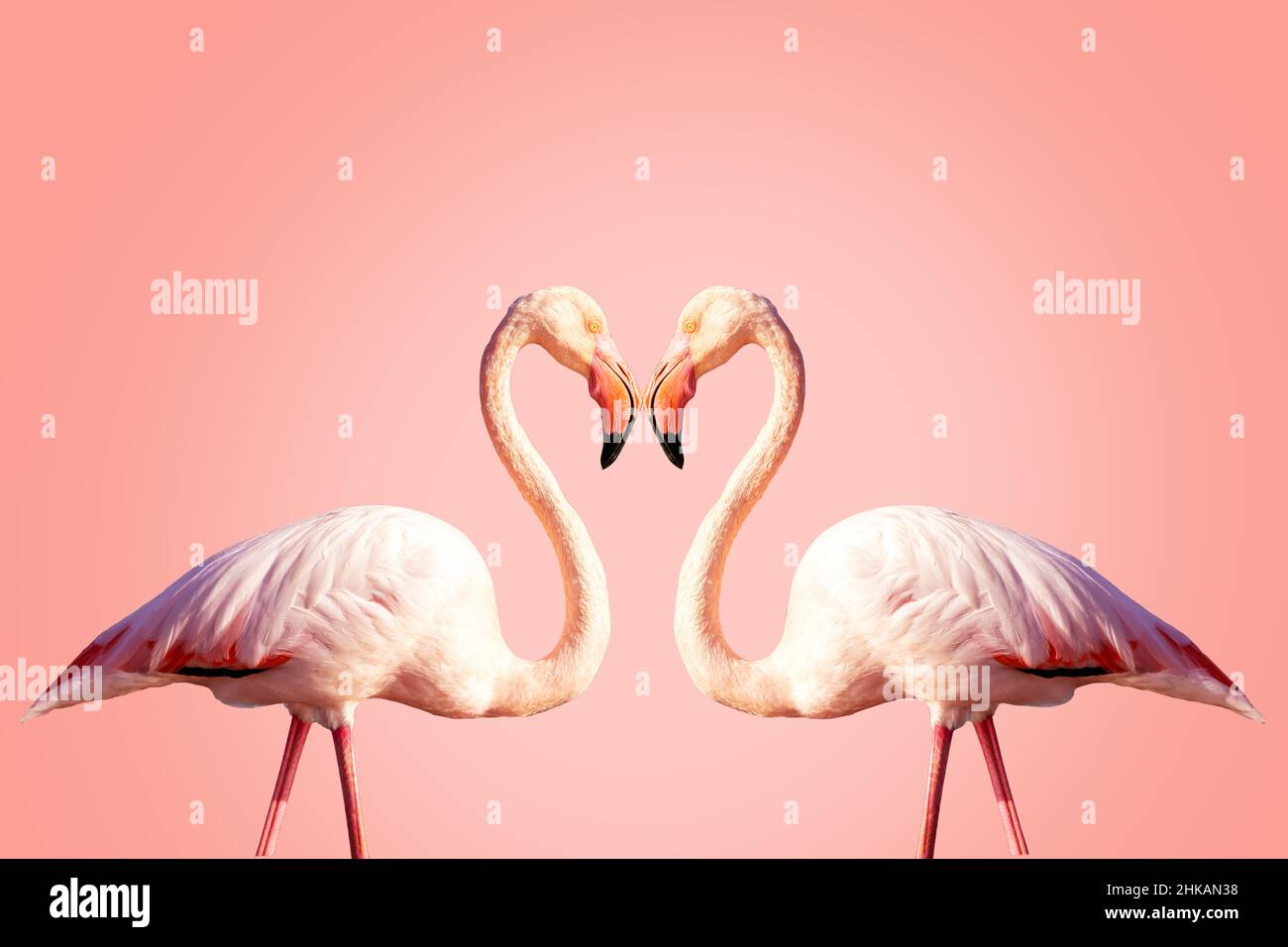 Flamingo couple making a heart shape hi-res stock photography and ...