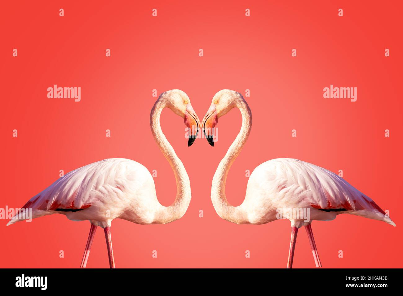Two pink flamingos making a heart shape Stock Photo - Alamy