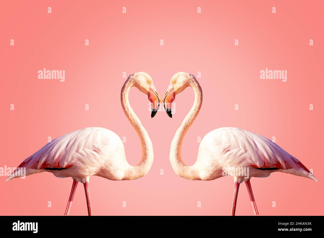 Two pink flamingos making a heart shape Stock Photo - Alamy
