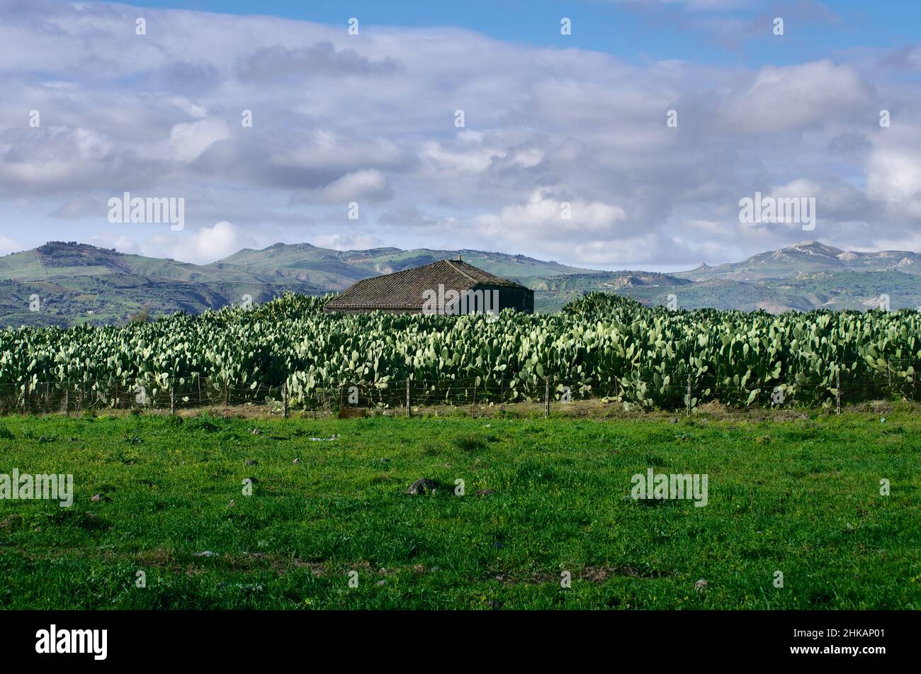 rural farm in Sicily surronded by cactus Stock Photo - Alamy
