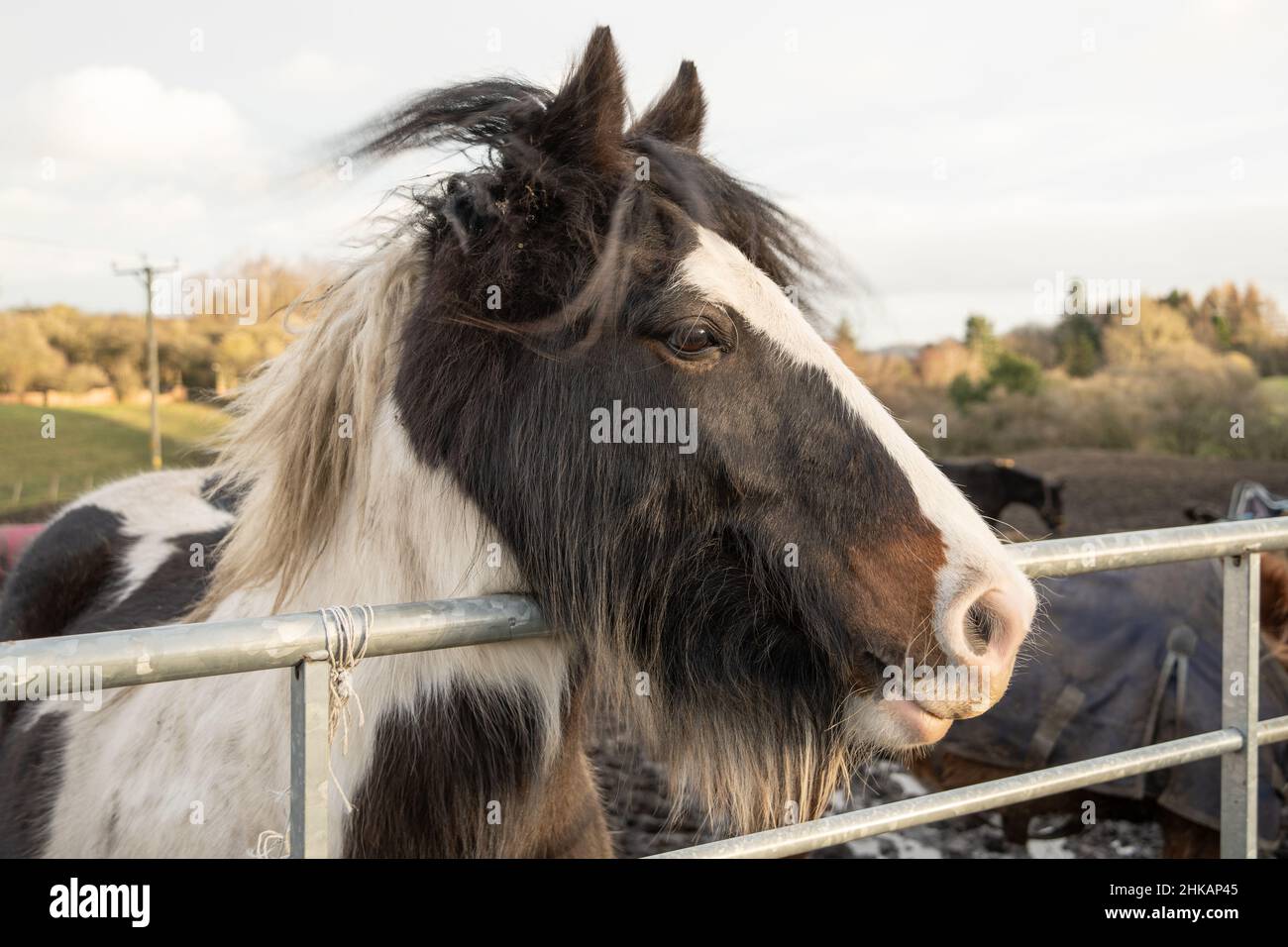 A horse looks over a gate in the countryside Stock Photo - Alamy