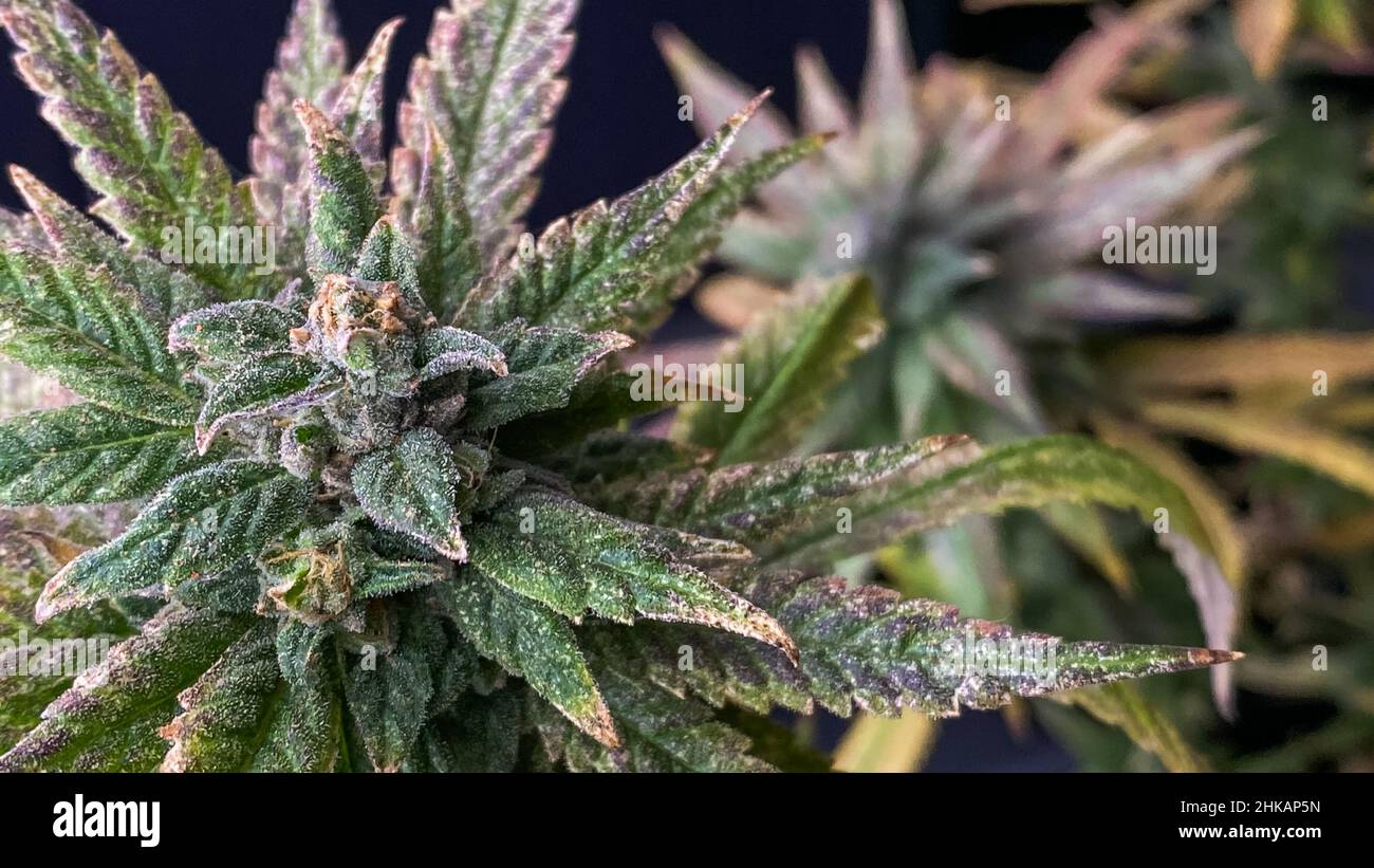 Mature marijuana cannabis plants hi-res stock photography and images ...