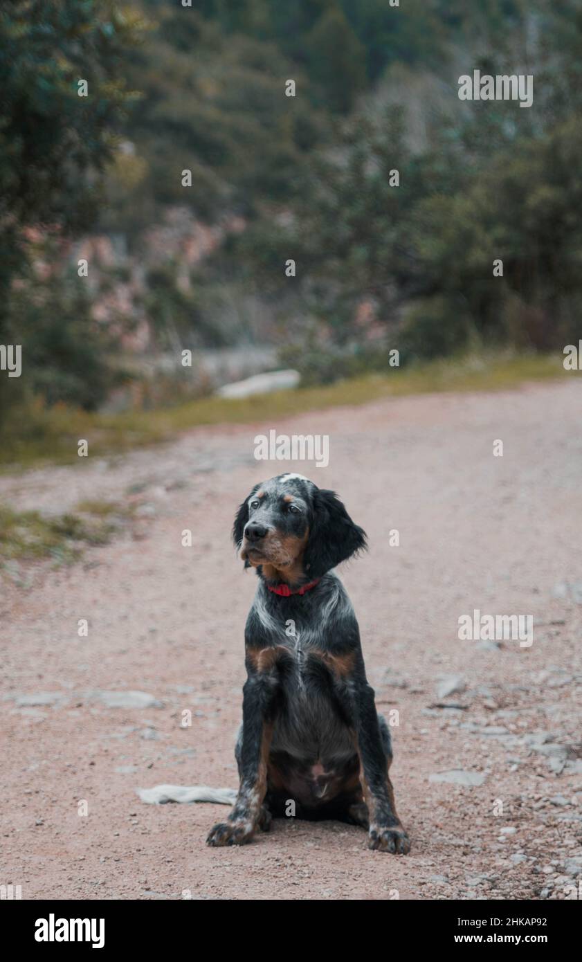 Rottweiler perro hi-res stock photography and images - Alamy