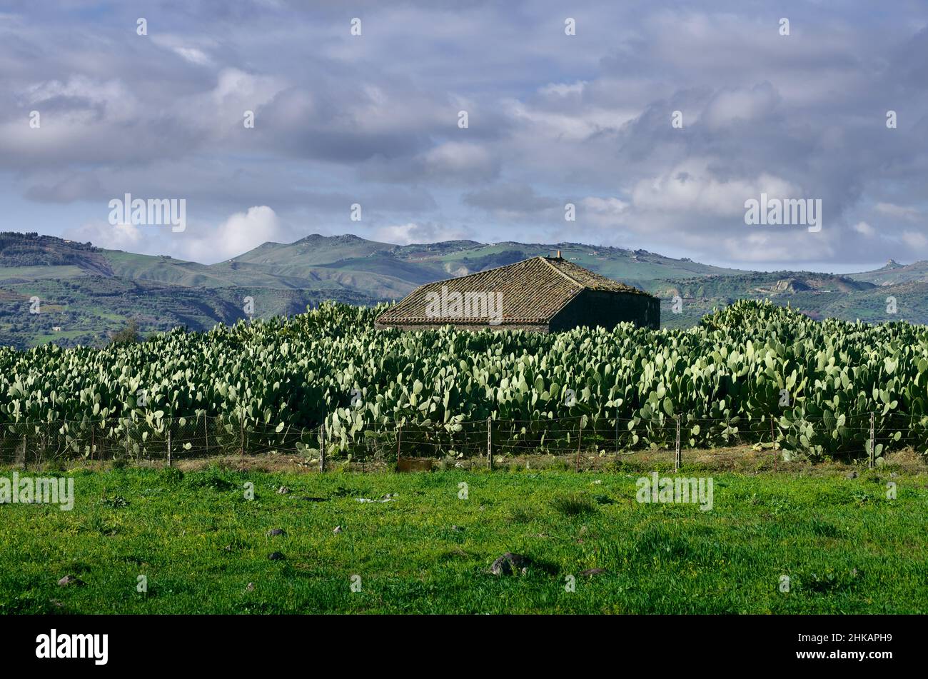 rural farm in Sicily surronded by cactus Stock Photo - Alamy