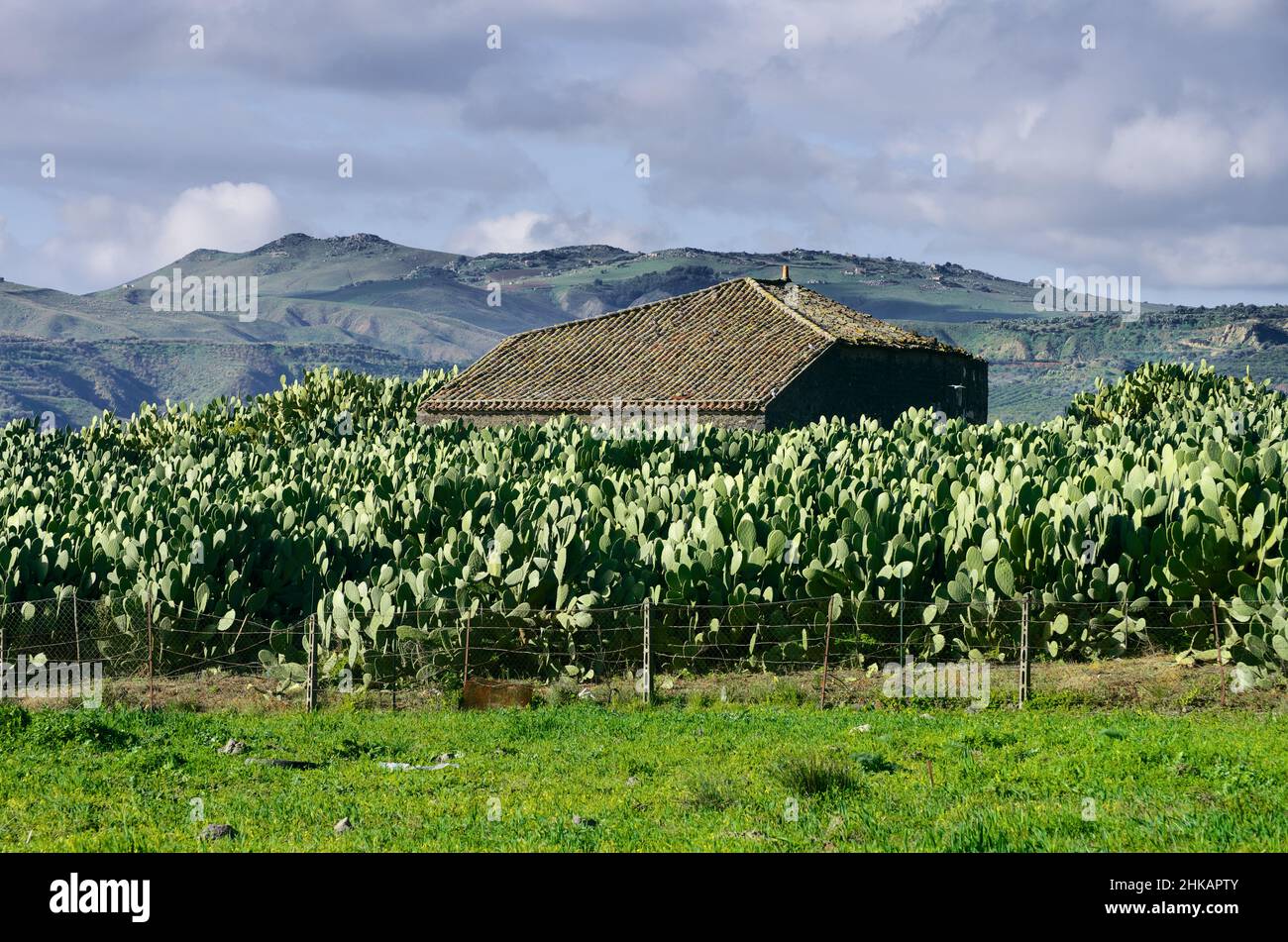 rural farm in Sicily surronded by cactus Stock Photo - Alamy