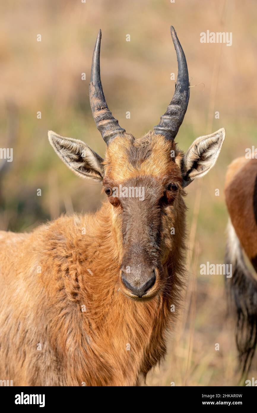 Juvenile Blesbok, South Africa Stock Photo - Alamy