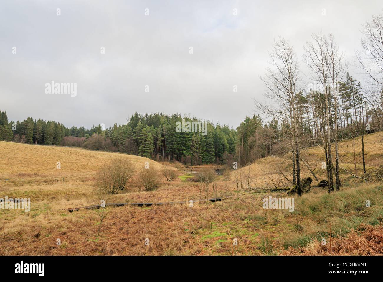 Kielder England: 13th January 2022: Kielder Forest view during a ...