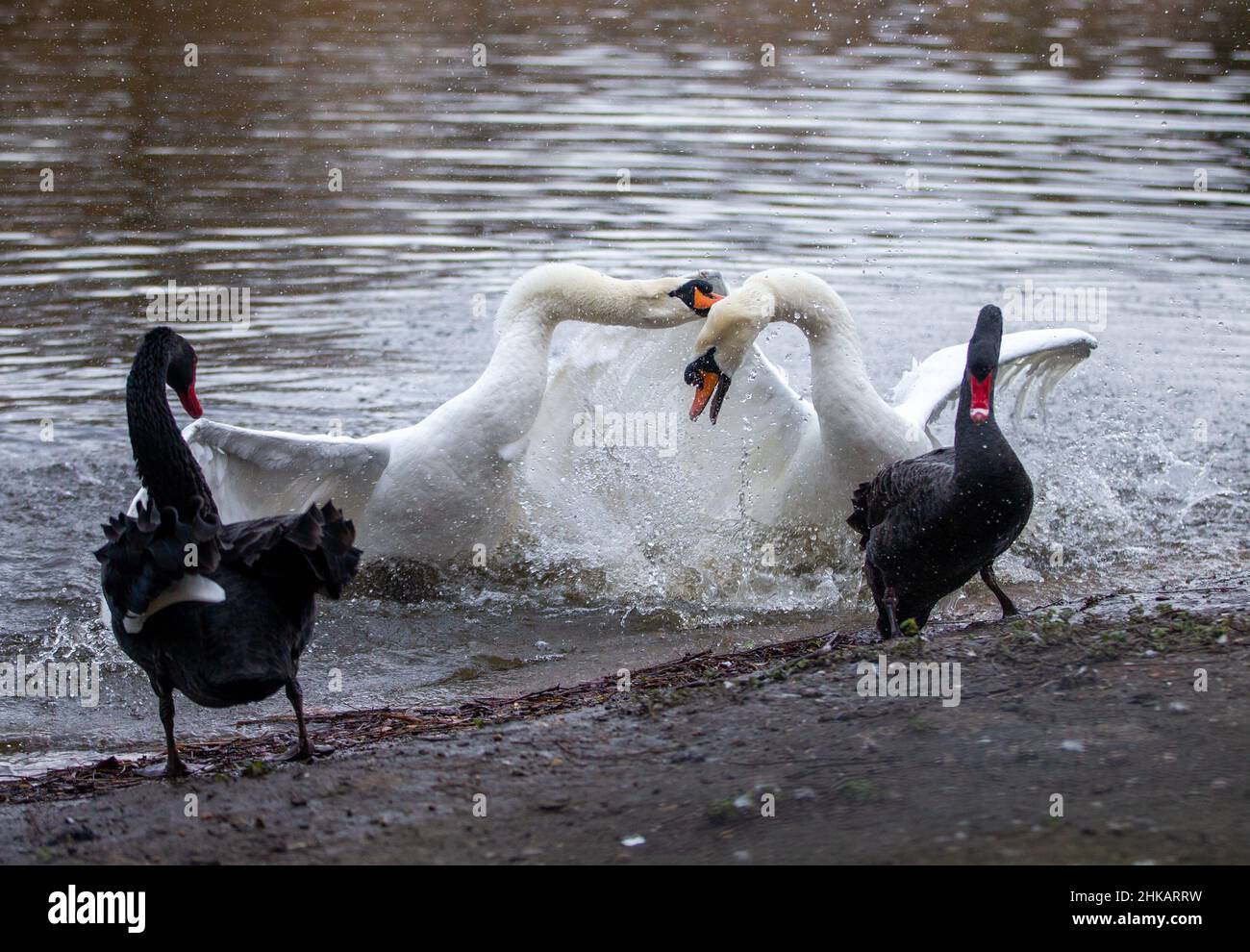 London, England, UK. 3rd Feb, 2022. Two swans fight in St James's Park ...