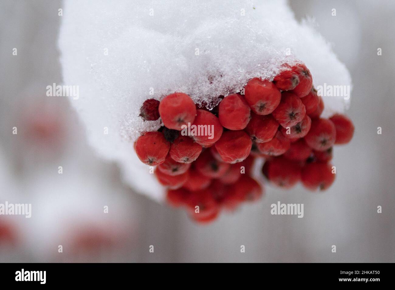 Bunch of red mountain ash under the snow. Winter ashberry under the ...