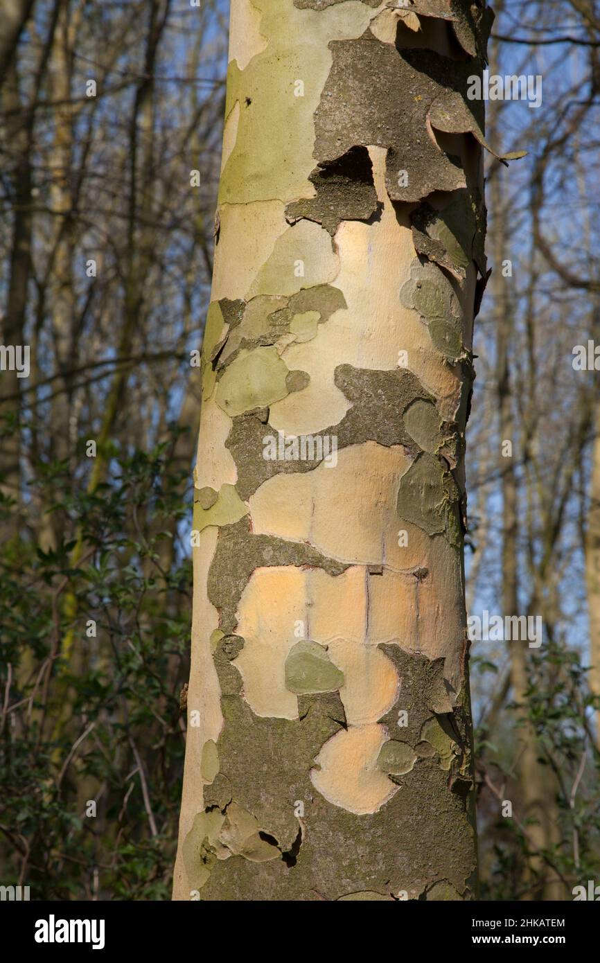 Sycamore Tree Bark