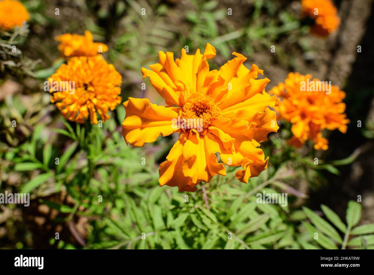 One orange flower of tagetes or African marigold flower in a a garden ...