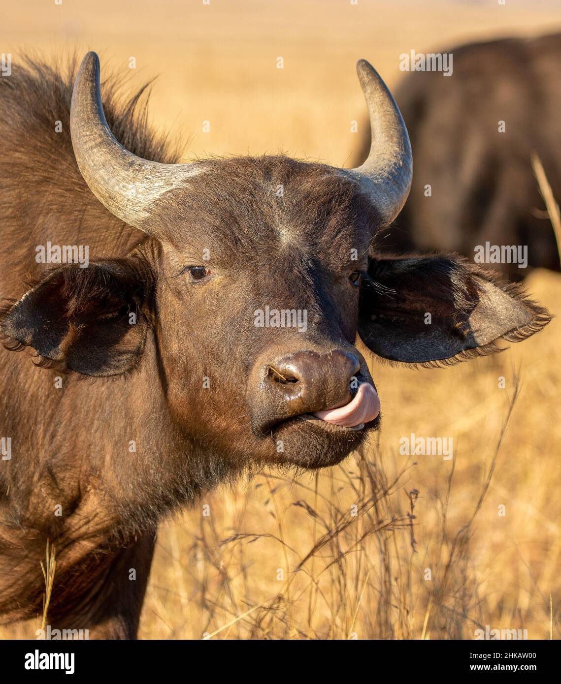 African buffalo, South Africa Stock Photo - Alamy