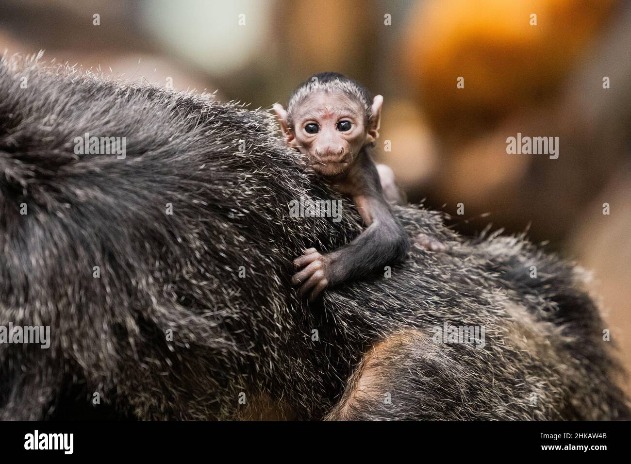 Cologne, Germany. 03rd Feb, 2022. Baby white-headed persimmon "Mana ...