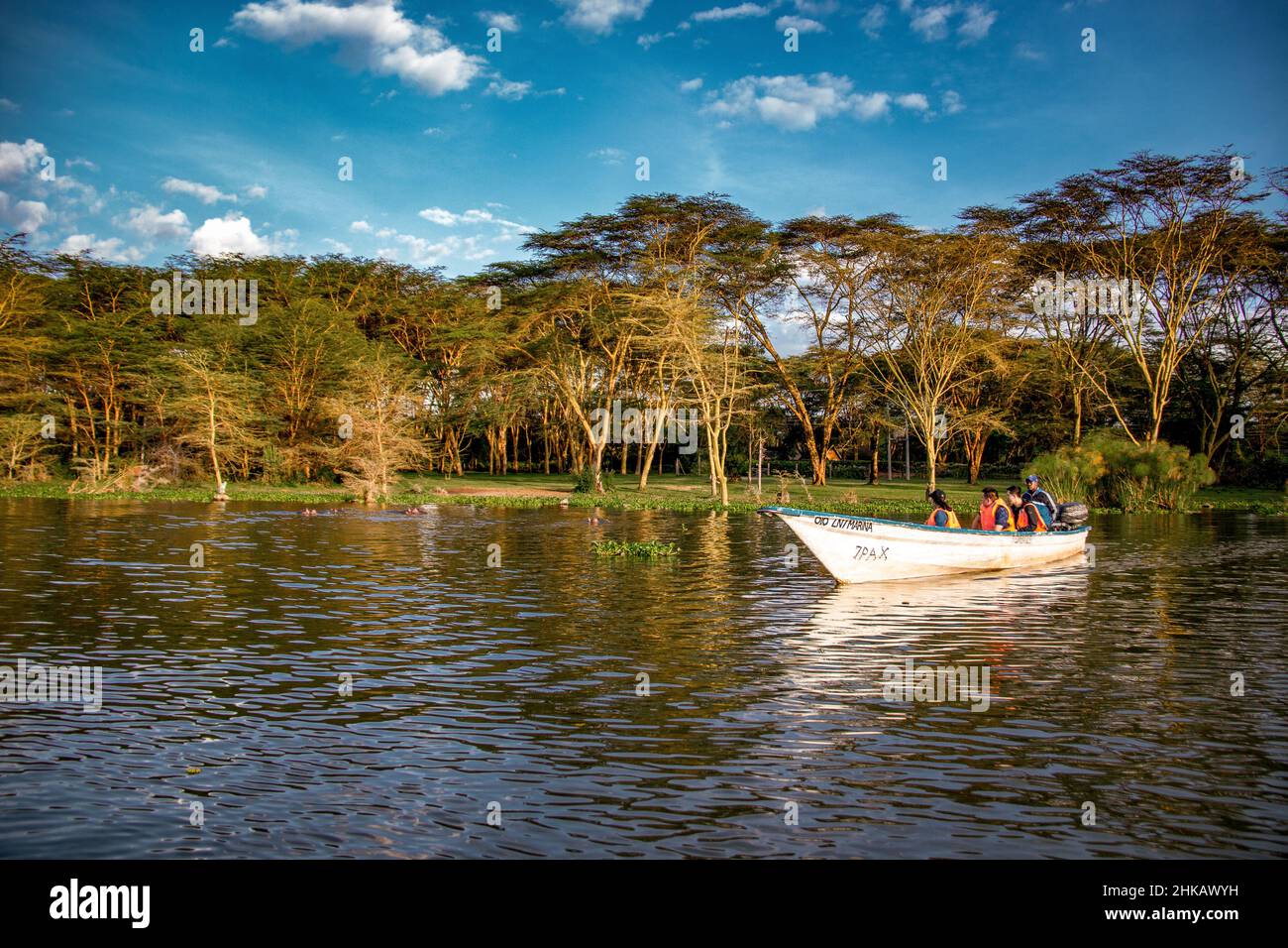 Safari boats bringing tourists close to a family of hippos at the shore ...