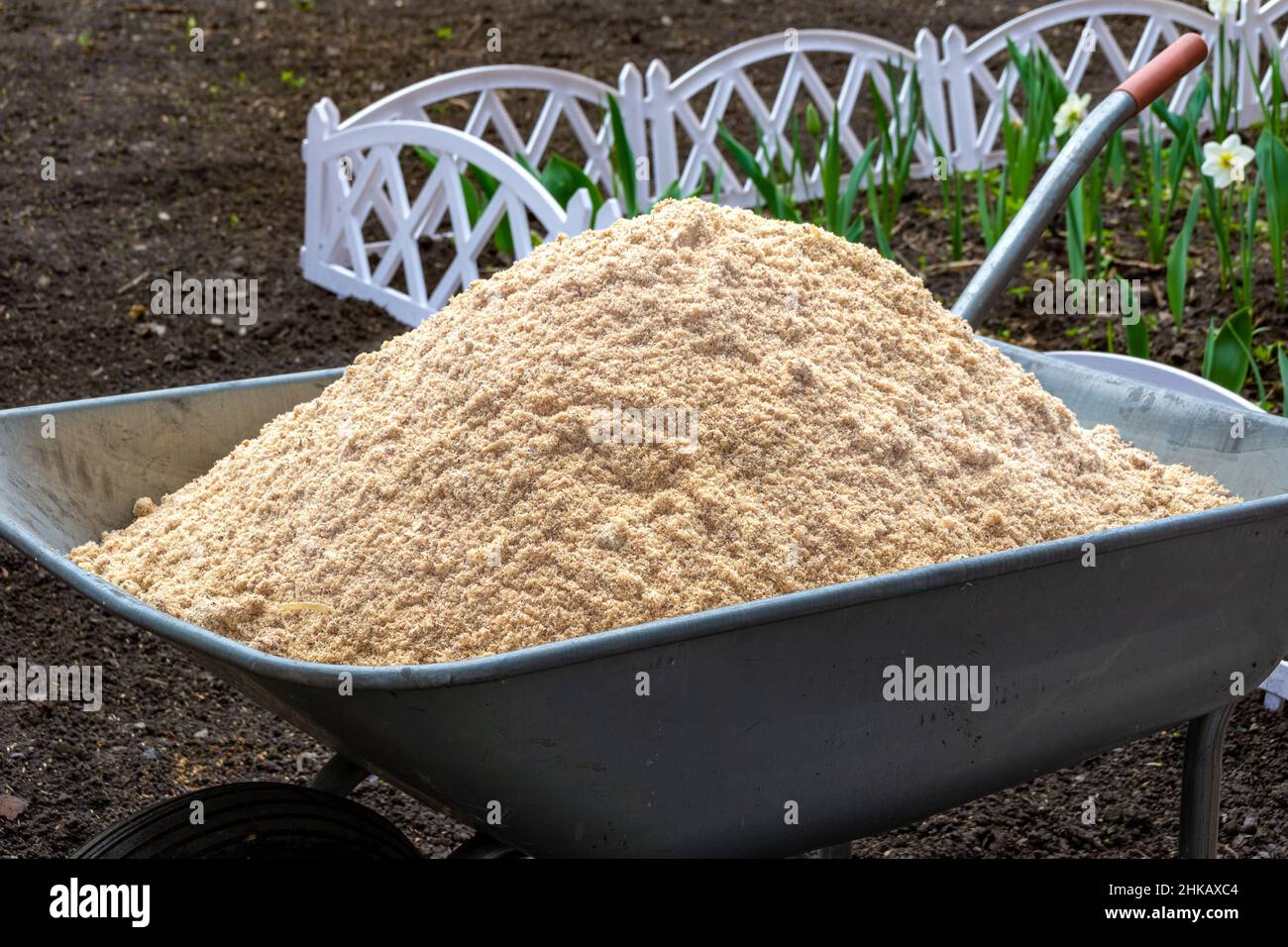 a mountain of sawdust piled into a garden wheelbarrow, behind dug up ...